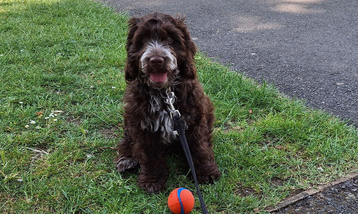 Episode 3: A super start for Sprout! | Hearing Dogs for Deaf People